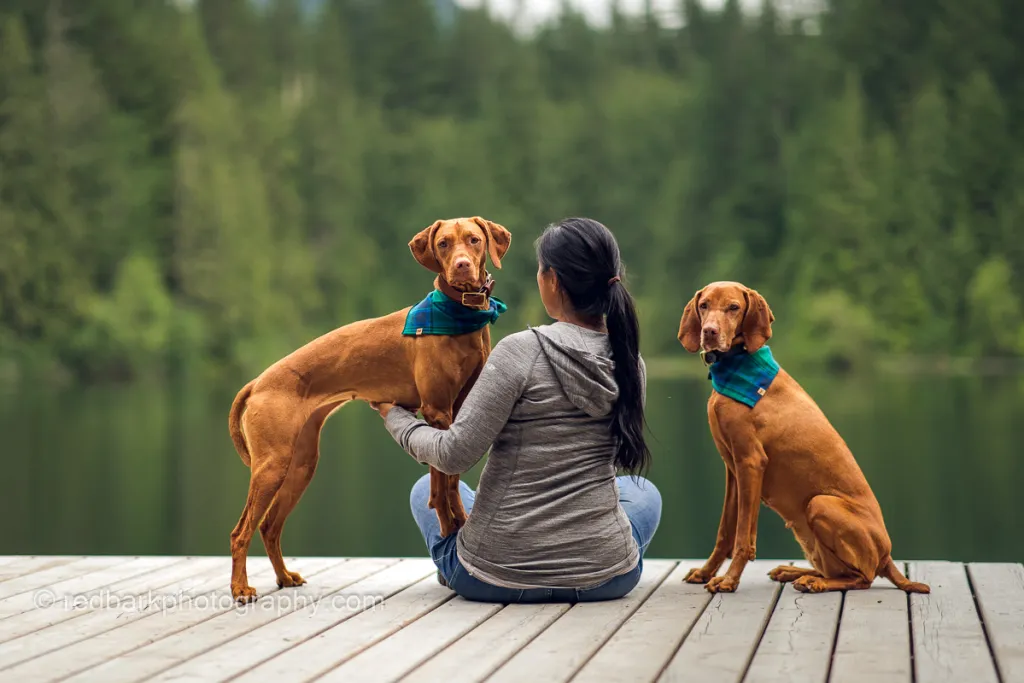 Vizslas | Vizsla Haven
